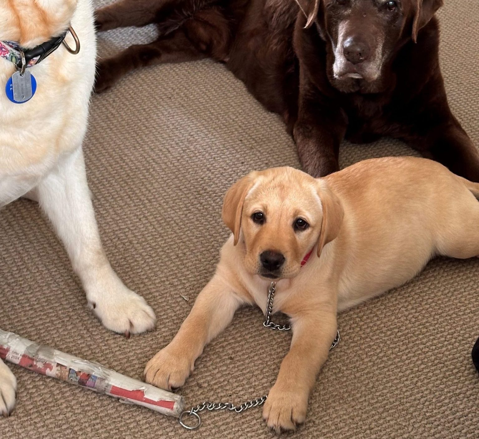 Eventide Labradors